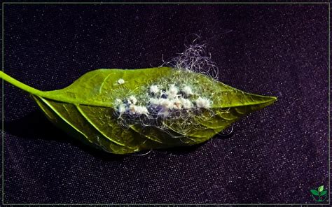 6 Notorious Hydrangea Pests And Bugs Plant Index