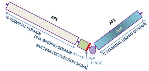 Functional Structure Of The Androgen Receptor Ar The Diagram Shows Download Scientific