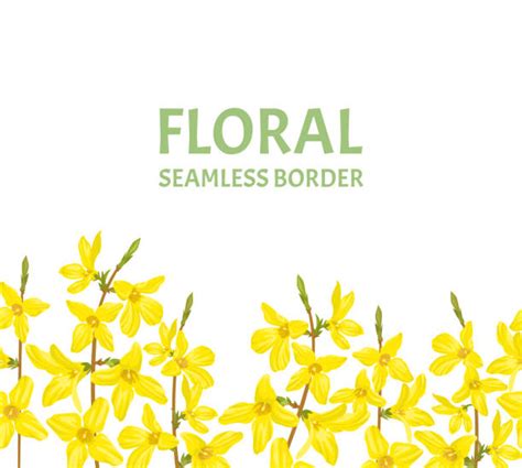 개나리 스톡 사진 및 일러스트 Istock