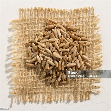 Secale Cereale Is Scientific Name Of Rye Cereal Grain Also Known As