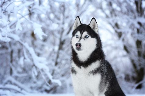 Siberian Husky Wallpapers Top Free Siberian Husky Backgrounds Wallpaperaccess