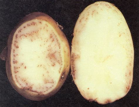 Detection Of Potato Tuber Diseases And Defects Cornell Vegetables