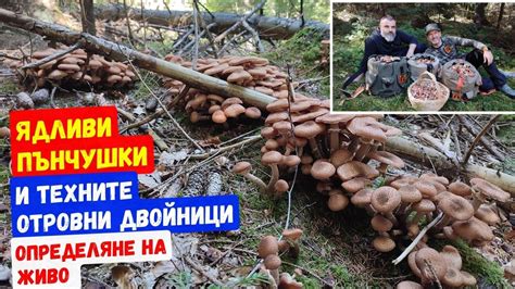 Ядливи пънчушки и техните отровни двойници Определяне на девет