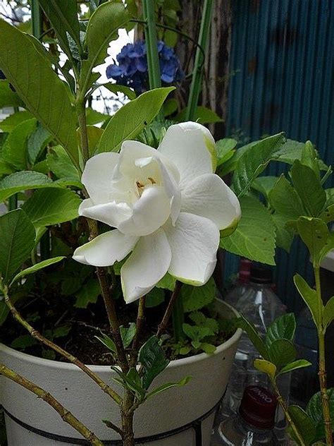 くちなしの花 パピヨンKENTA と散歩
