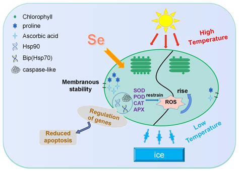 Selenium Regulates Antioxidant Photosynthesis And Cell Permeability In Plants Under Various