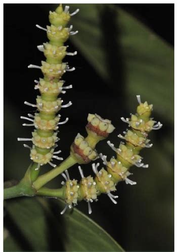 Gnetophyta Flashcards Quizlet