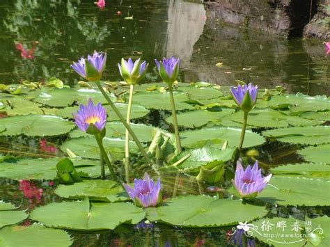埃及蓝睡莲Nymphaea capensis 花卉图片网