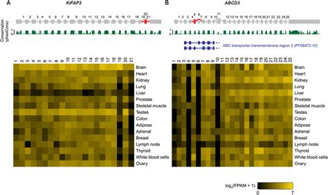 Predicted Splice Graph And Splice Junction Expression For Kifap3 And