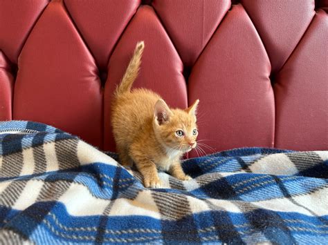 코리안숏헤어 크림 보더콜리분양가격 프렌치불독분양가격 빠삐용분양가격 파피용분양가격 사모예드분양가격 스피츠분양가격 시바견분양가격 시베리안허스키분양가격 시츄분양가격 요크셔테리어