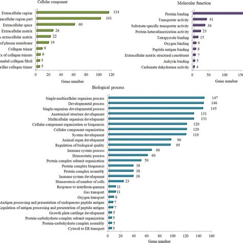 Histogram Presentation Of Enriched Go Terms In Articular Cartilage