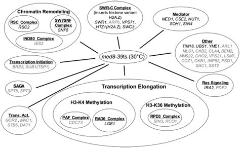 Genes Whose Deletion Exhibited Synthetic Growth Phenotypes With The Download Scientific Diagram