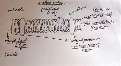Solved Draw And Label A Section Of Phospholipid Bilayer Include Two