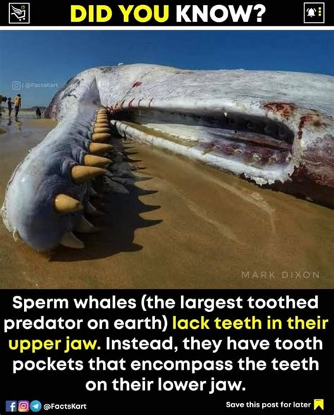 Did You Know Mark Dixon Sperm Whales The Largest Toothed Predator On