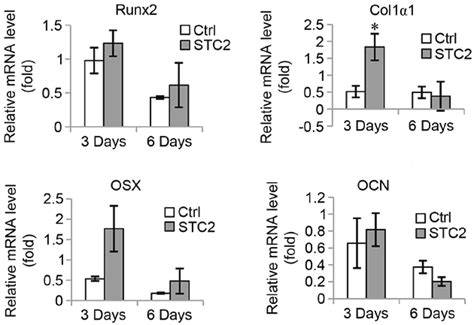 inhibition of erk phosphorylation altered osteoblast specific gene