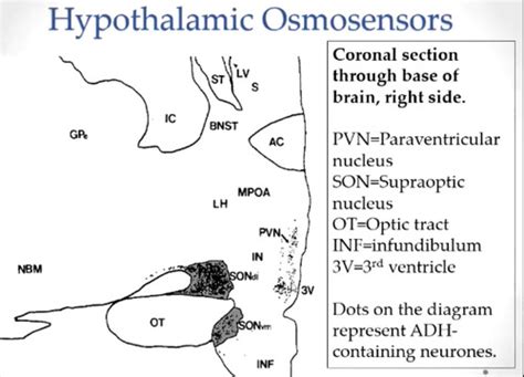 L17 Renal System Iv Osmoregulation Flashcards Quizlet