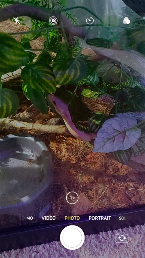 Scale Rot R Ballpython