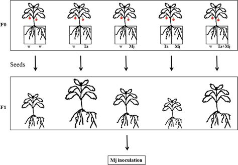 Transgenerational Biocontrol Against Root Knot Nematode Following Priming By Biocontrol Fungus