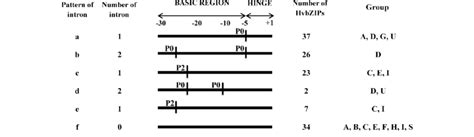 Intron Distribution Patterns Within The Basic And Hinge Regions