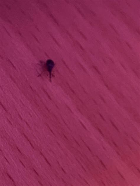 Is This A Tiny Weevil R Weeviltime