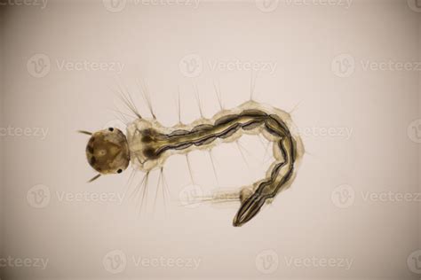 Close Up Mosquito Larvae In Light Microscope Larvae Under A Microscope
