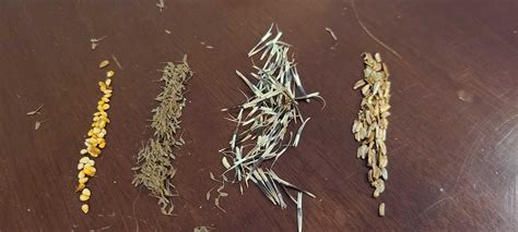 Quick And Dirty Guide To Seed Stratification Flora For Fauna