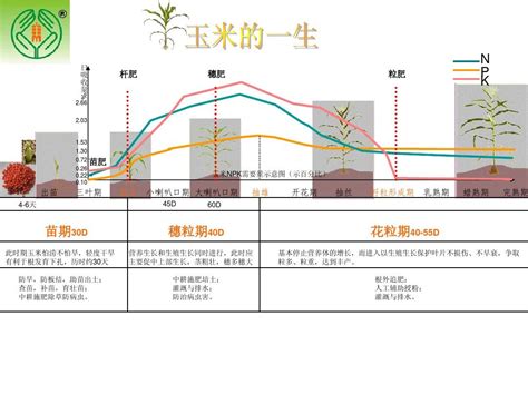 玉米的一生word文档在线阅读与下载无忧文档