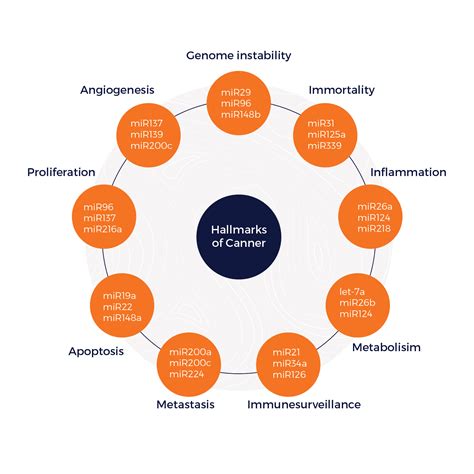 Non Coding Rna Explained And Its Application In Biomedical Research