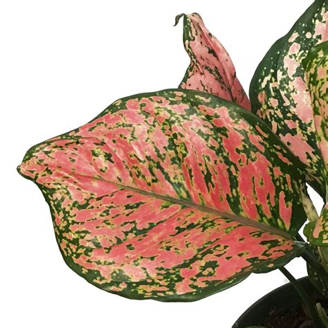 Aglaonema 6in Ruby Ray Floral Acres Greenhouse And Garden Centre