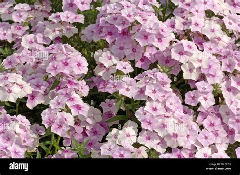 Annual Phlox Phlox Drummondii Variety Phoenix Pink Touch Flowering