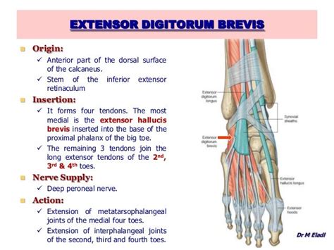 Extensor Hallucis Longus Muscle Origin Insertion