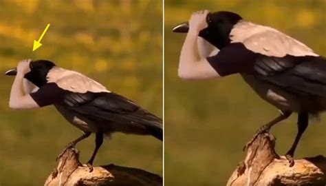 새에게 팔이 있었다면 천재적 발상으로 입 떡 벌어지게 만든 날개 대신 팔 달린 새