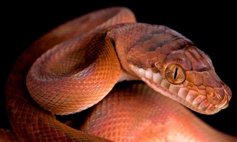 Spotted Python Animal Facts Antaresia Maculosa A Z Animals