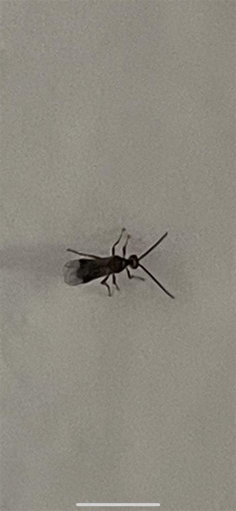 Tiny Black Bug With Wings R Whatsthisbug