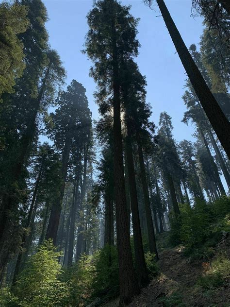 Best Kid Friendly Trails In Sequoia National Park AllTrails