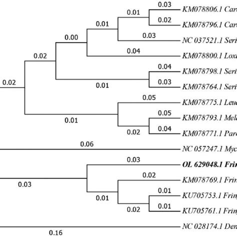 maximum likelihood consensus tree 1000 bootstrap replicates