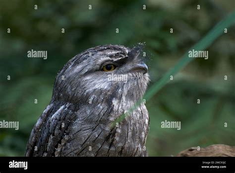 My Favourite A Tawny Frogmouth Podargus Strigoides Which Looks