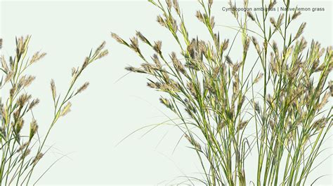 2d Cymbopogon Ambiguus Australian Lemon Scented Grass