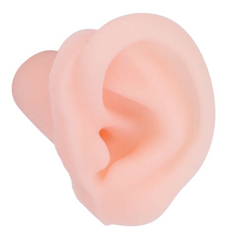 silicone ear model simulation multifunctional left human ear model display tool