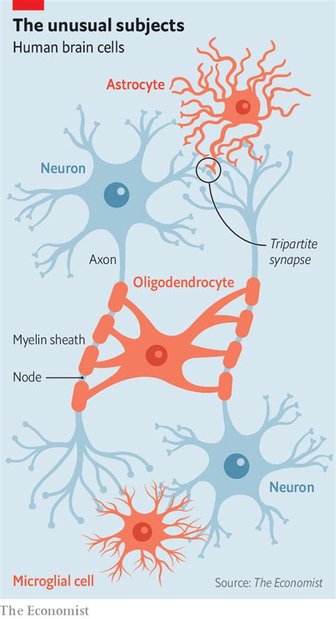 Neurons In The Brain