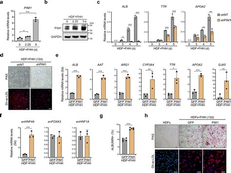 Experimental Analysis Of Pim1 Roles In Hepatic Reprogramming A Download Scientific Diagram