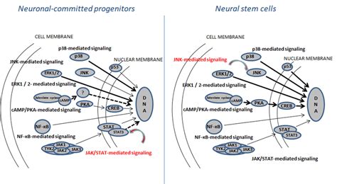 The Role Of Individual Intracellular Signaling Pathways In The Download Scientific Diagram