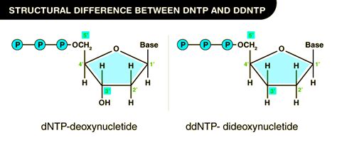 Difference Between Dntp And Ddntp