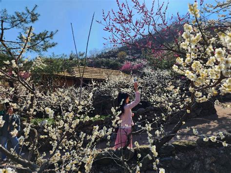 Korea Cherry Blossom Tour from Seoul Klook Россия