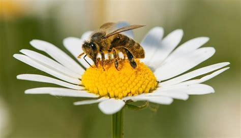 Importance Of Insects To Man Environment And Agriculture