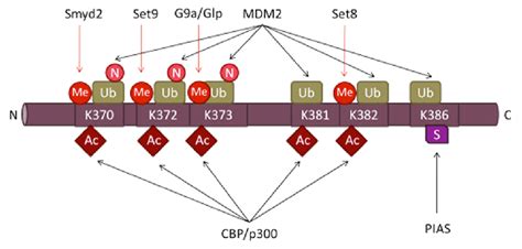 Post Translational Modifications In The Carboxyl Terminal Domain Of