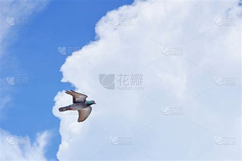 天空 鸽子 晴朗 海洋 白昼 美 水平画幅 形状 无人 飞