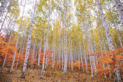 인제 자작나무숲 한국경제