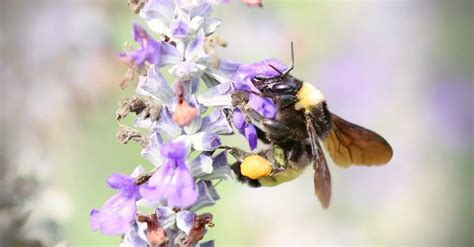 Quiz Bee Ecosystem Roles Quizzlyai