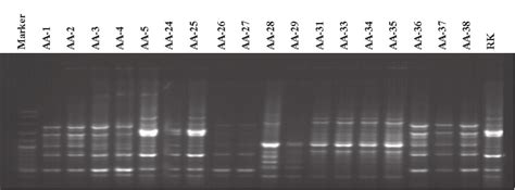 Box Pcr Profile Generated With The Box A1r Primer Rk Reference
