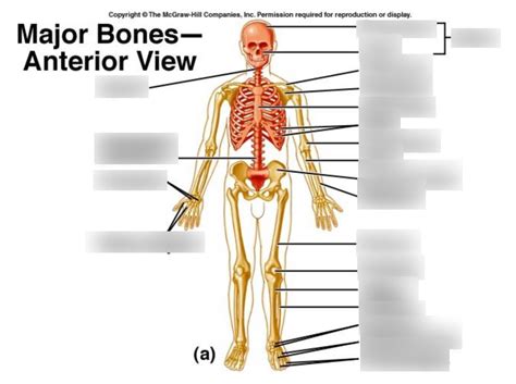 Chapter 8 Classification And Structure Of Bones And Cartilages In Biology Flashcards Quizlet